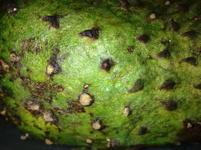 Palavra de S.Valentim!!!: Frutas de S.Tomé